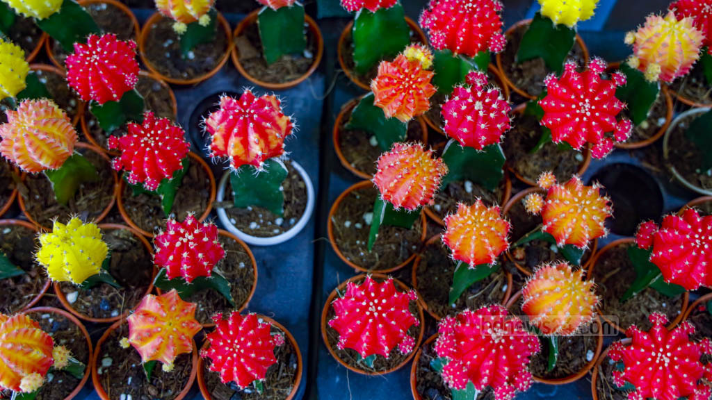 Colourful cacti steal the show at tree fair