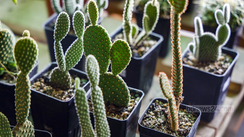 Colourful cacti steal the show at tree fair