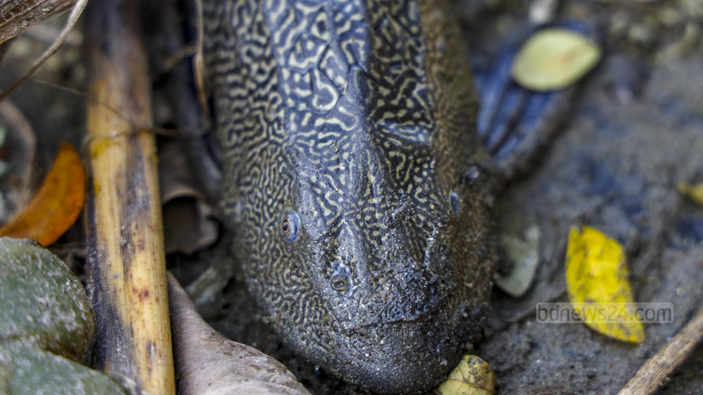 Sucker fish swarm nets in Turag, Buriganga