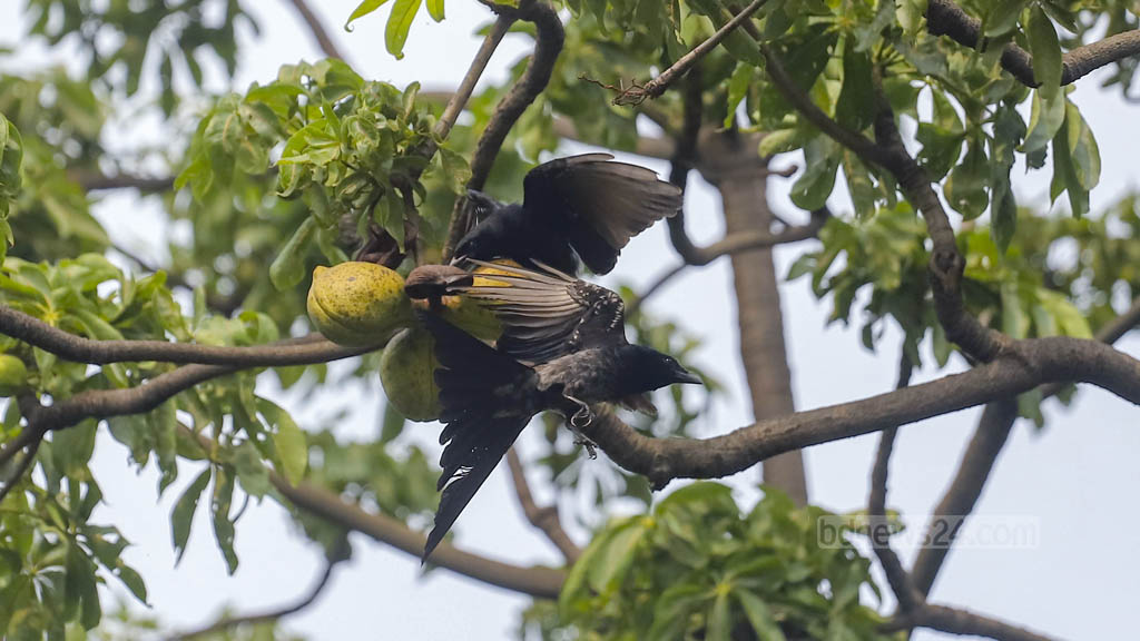 bdnews24.com - Bangladesh largest news publisher by reach - 24/7 ...