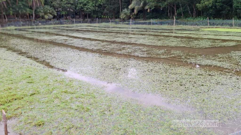 Floods damage Amon seedbeds, Aush crops in Noakhali