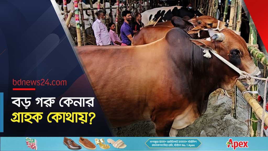 গাবতলী হাটে বড় গরুর সরবরাহ বেশি, ক্রেতা কম