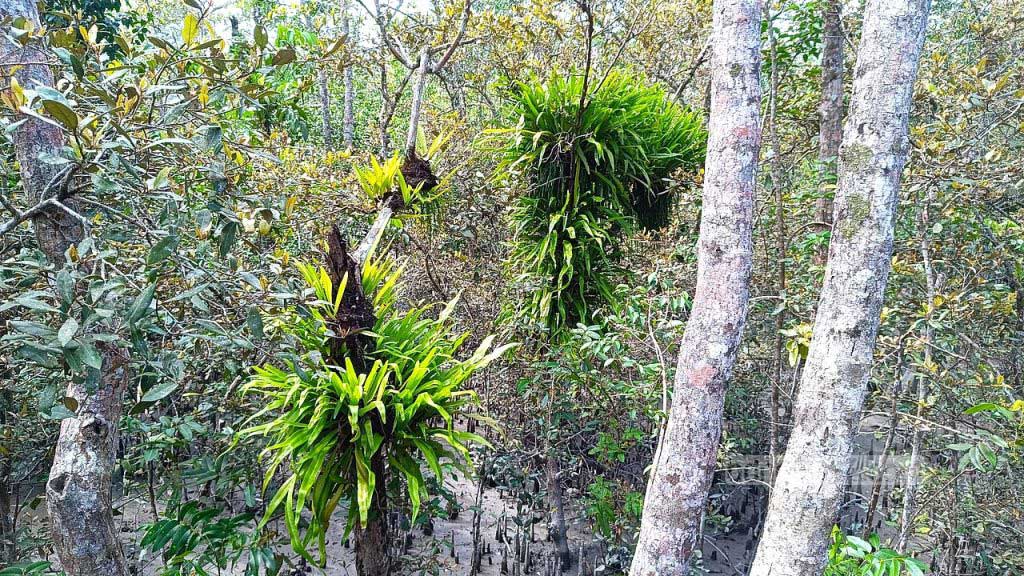 Salt, parasites strangle Sundarbans’ signature tree