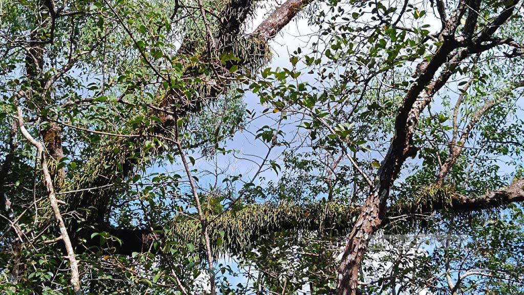 Salt, parasites strangle Sundarbans’ signature tree