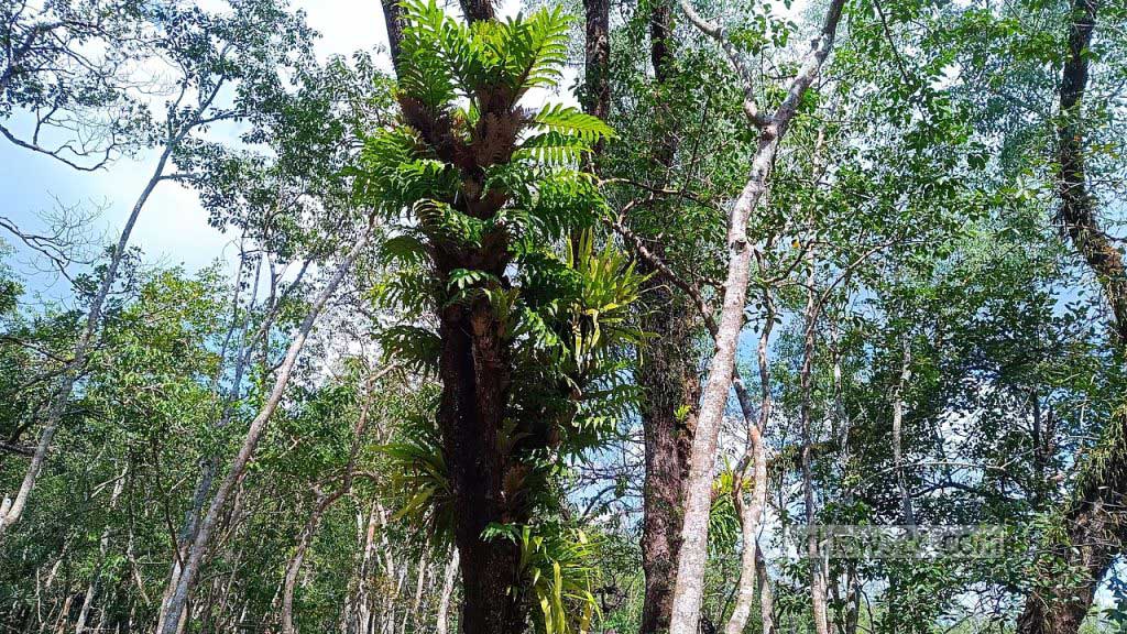 Salt, parasites strangle Sundarbans’ signature tree