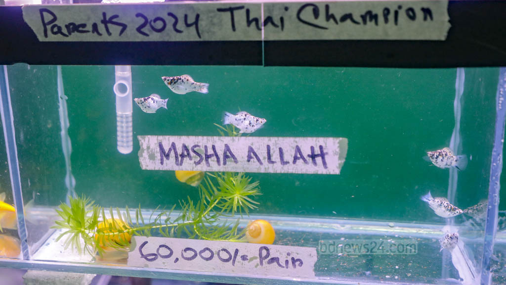 Aquarium fair dazzles visitors in Azimpur