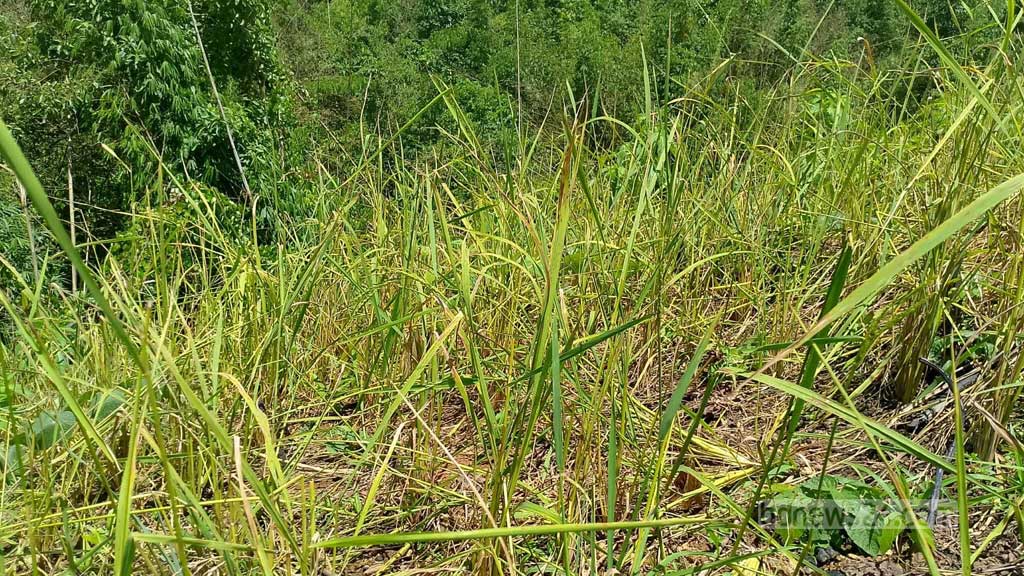 Rats eat up jhum paddy in Sajek, food crisis feared