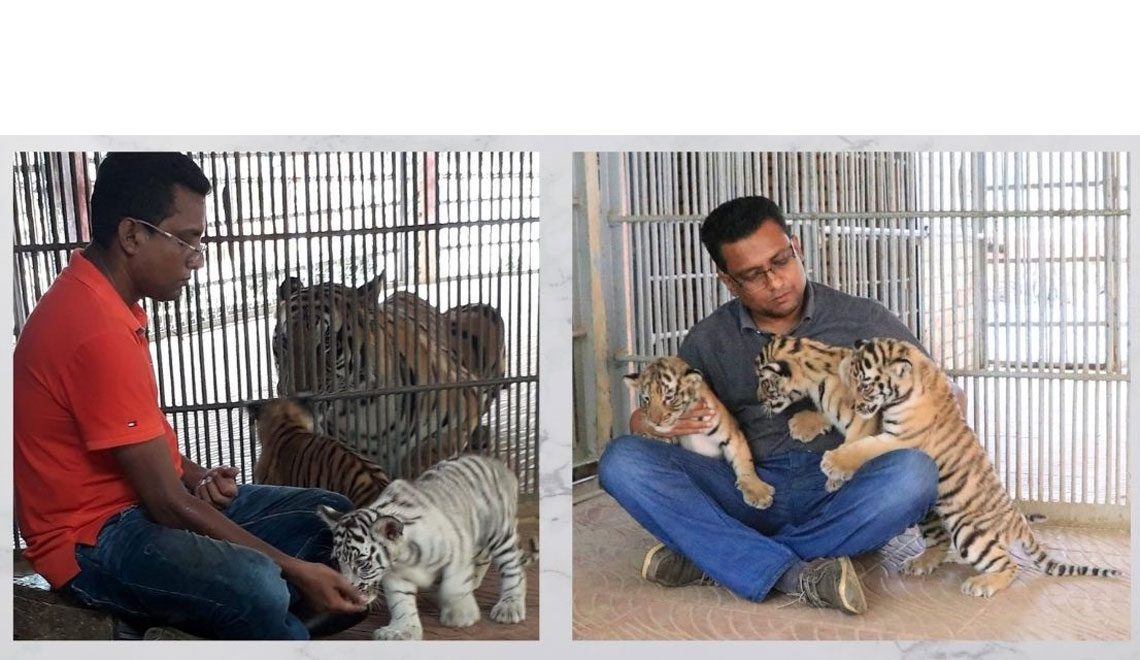 Reintroduction: a sustainable way to protect tigers in the Sundarbans