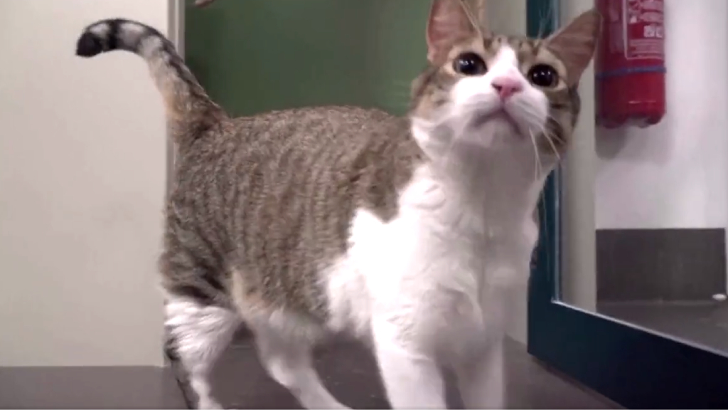 The Parisian cat hotel that's feline fairly full