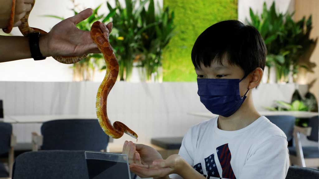 Snakes, lizards and desserts meet in Malaysia's first reptile cafe