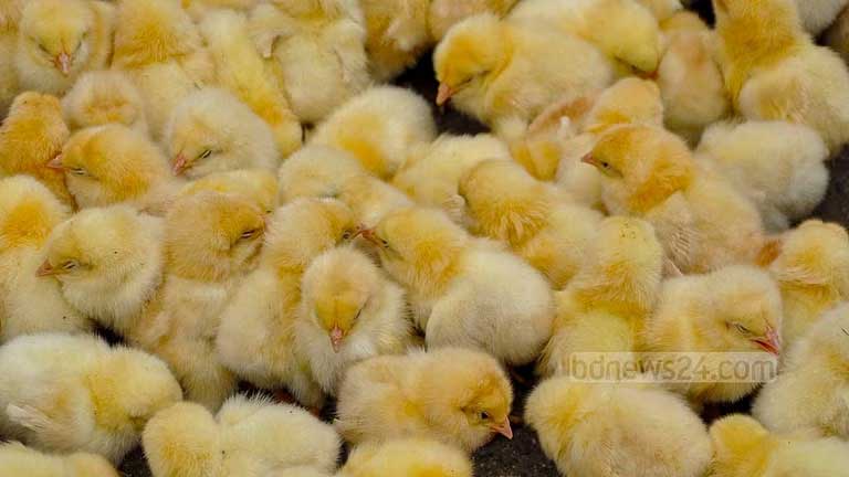 Chicken and egg prices shoot up, but it’s too late for many small ...