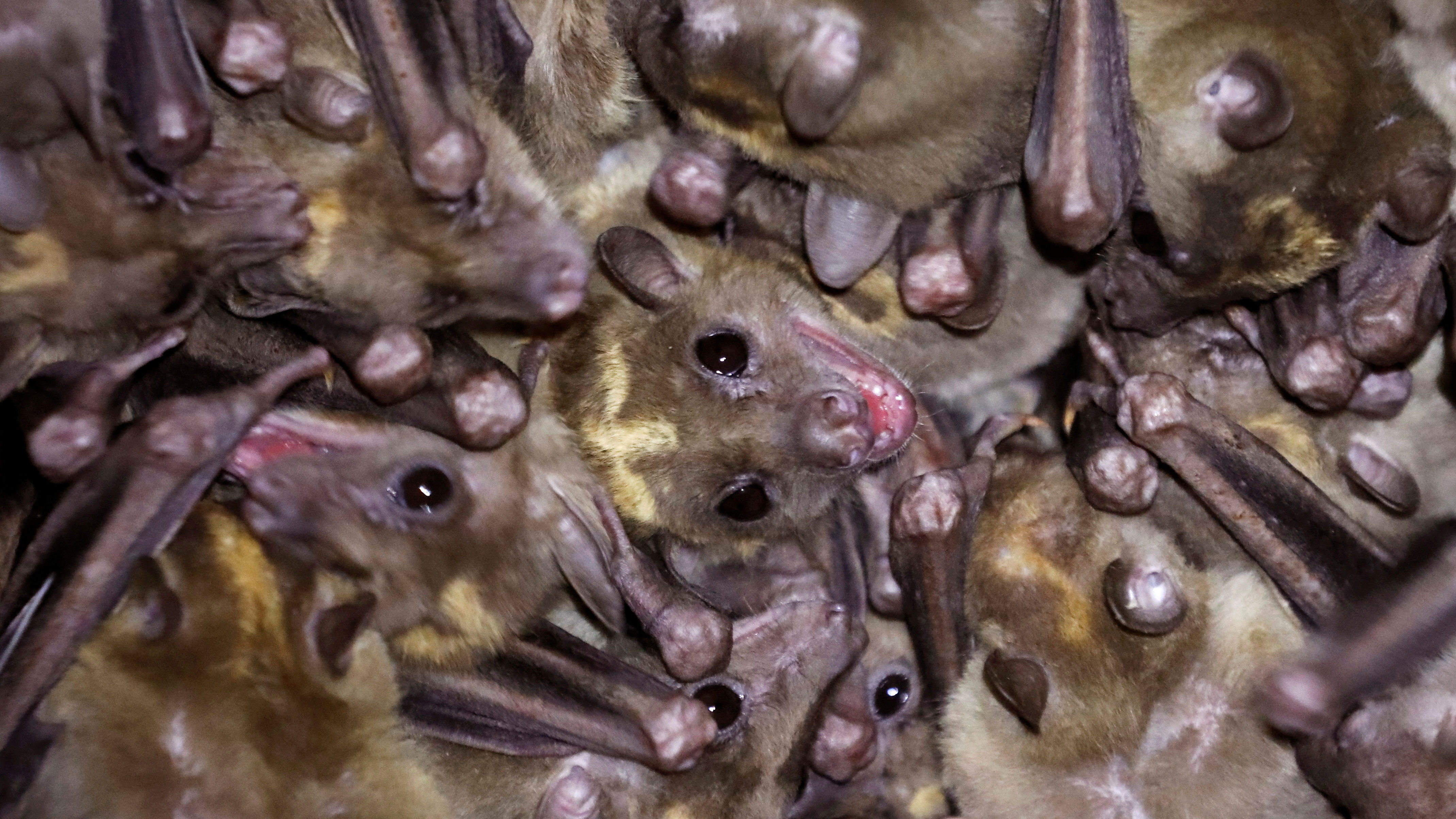 The world's bat lands are under attack, seeding risk of a new pandemic ...