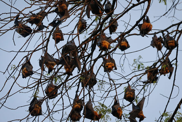 The world's bat lands are under attack, seeding risk of a new pandemic ...