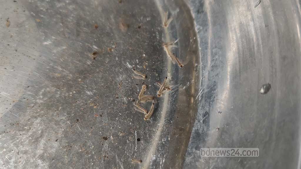 Dengue menace looms large in Chattogram as survey flags alarming trend