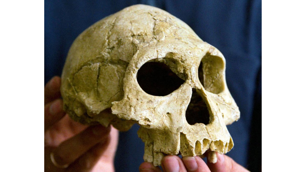 A frigid apocalypse doomed early humans in Europe