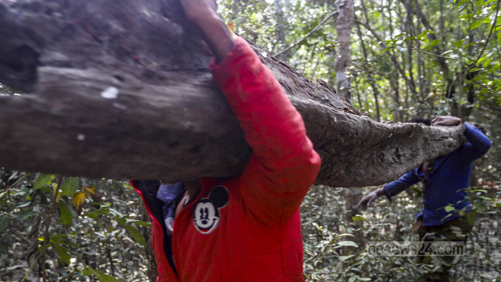 Rampant illegal logging plagues Sundarbans
