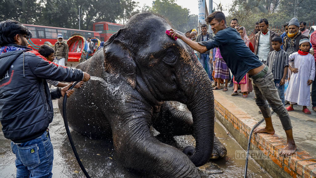 From circus rings to celebratory events: The changing lives of elephants