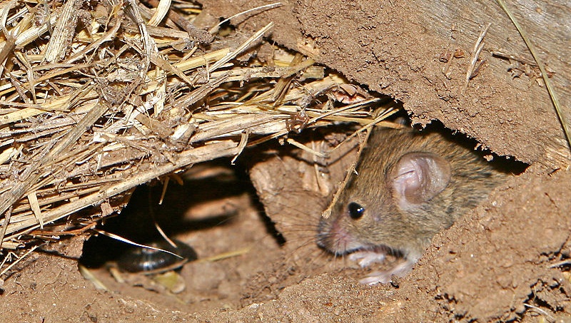 Guam to airdrop poisoned mice