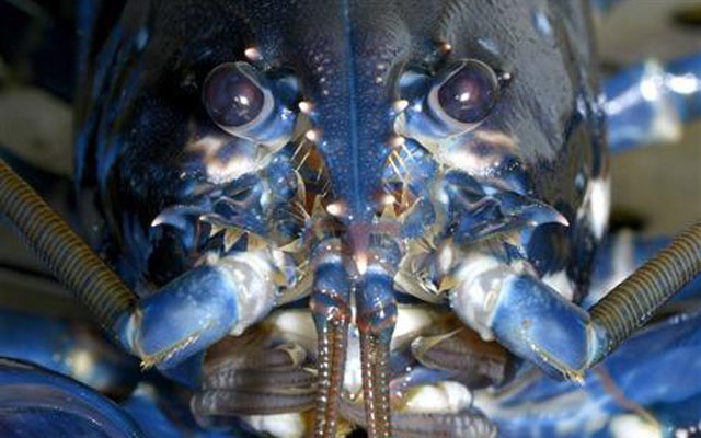 Wind farms to lure back German lobsters decimated by WW2