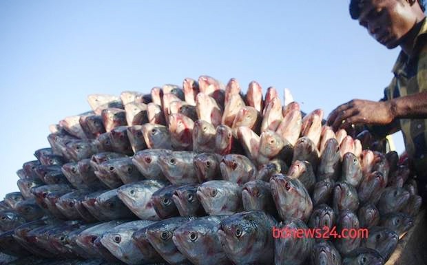 An Hilsa alternative