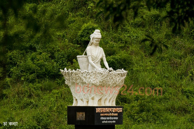 শ্রীমঙ্গলের চা-বাগানে