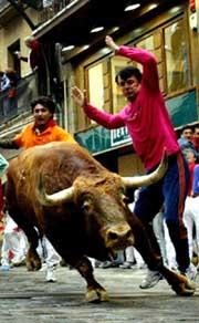 Spanish breeder to clone fighting bull