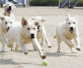 South Korea's new high tech product: cloned dogs