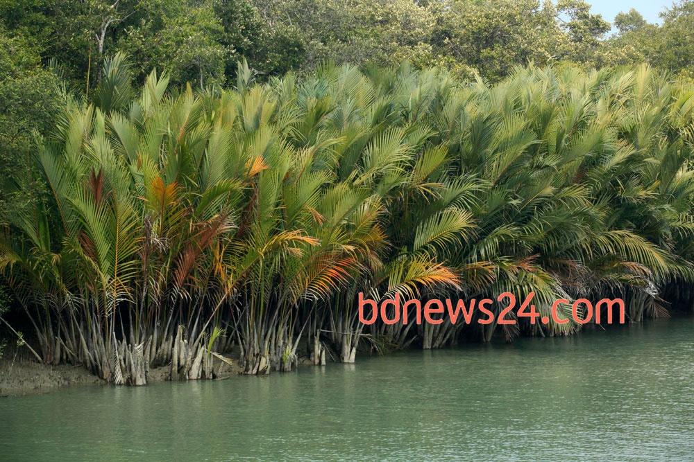 Unesco team to assess power plant’s impact on the Sundarbans