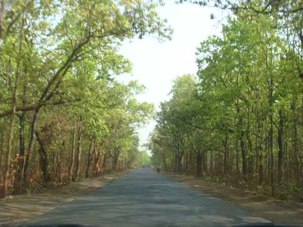 ৫০০ শাল গাছ কাটার অনুমতি
