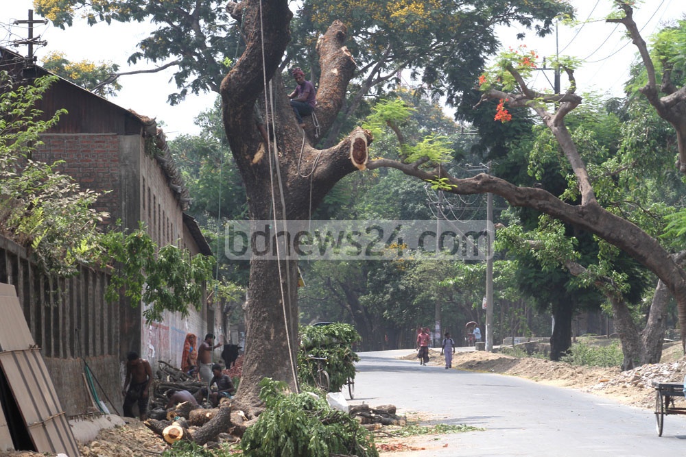 Hundred-year-old trees logged