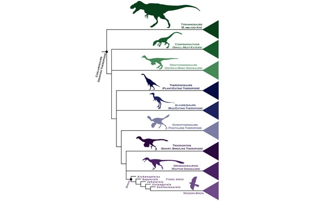 Dinosaur family tree shows how birds evolved