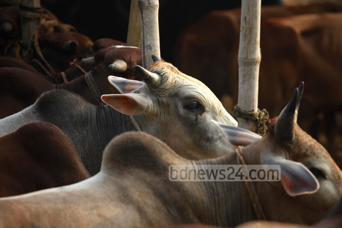 Medium-sized cows in high demand