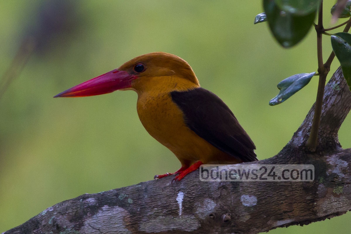 Disturbing forests damages natural diversity