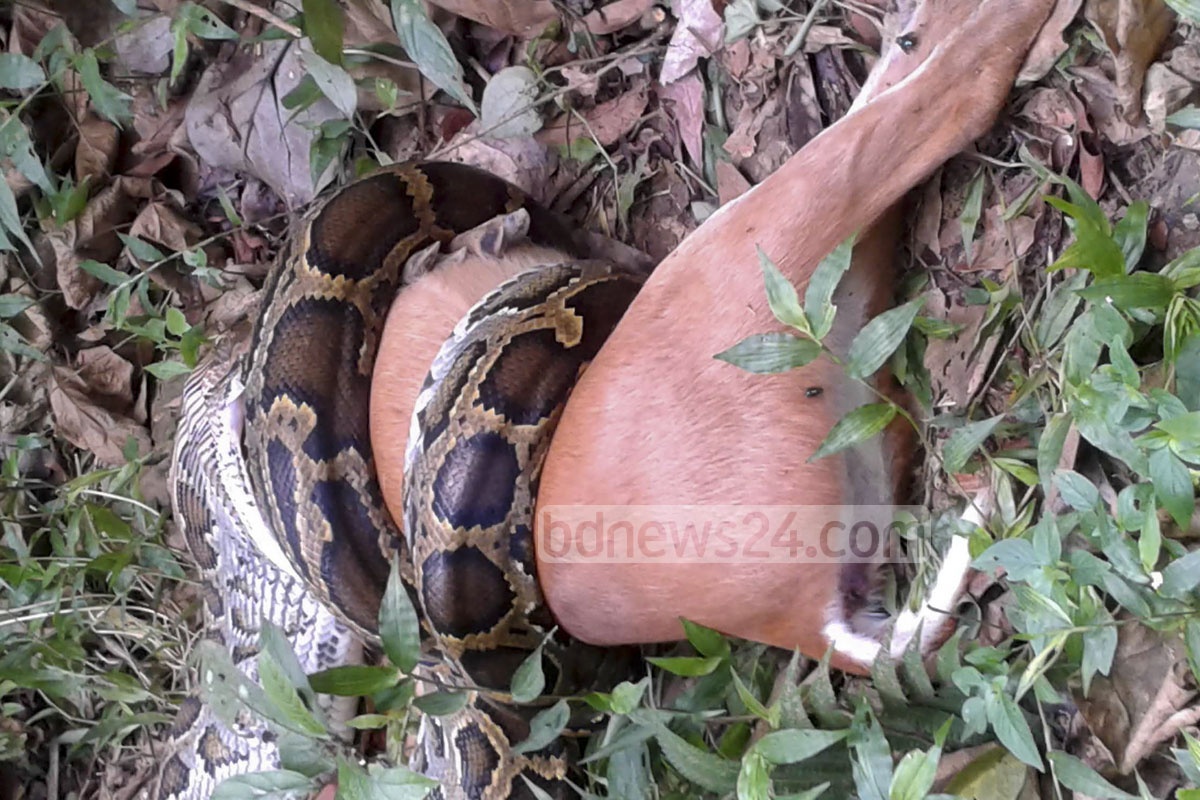 Python devours deer before onlookers in Bangladesh’s national park
