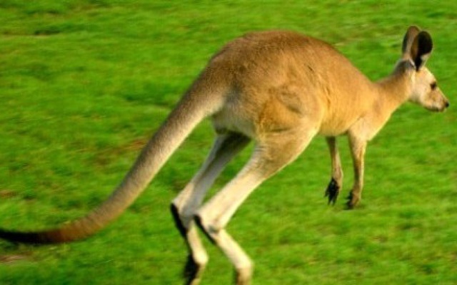 ১,৯০০ ক্যাঙ্গারু নিধন করবে অস্ট্রেলিয়া