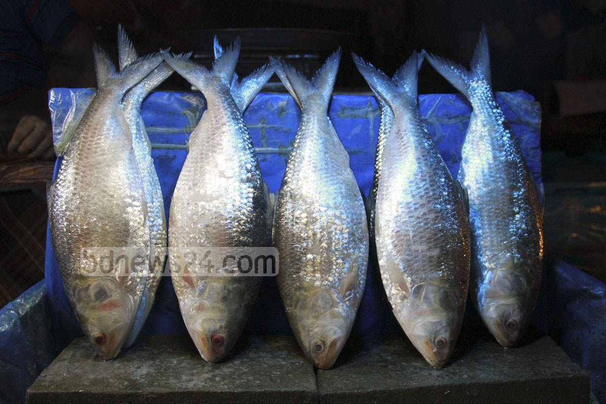 Hasina carries Hilsha for Indian President Pranab, silk for PM Modi