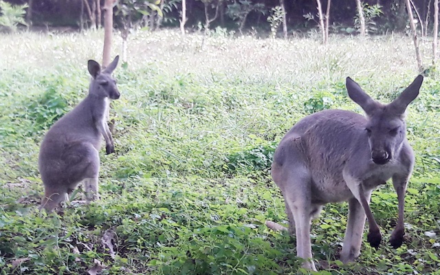 First kangaroo born in Bangabandhu Sheikh Mujib Safari Park