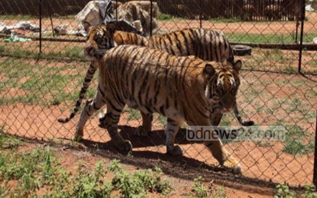 Chittagong zoo to get two tigers