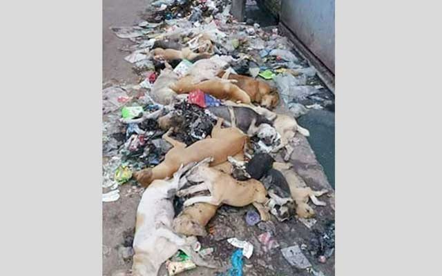 Chittagong full of dead dogs, but city corporation denies poisoning