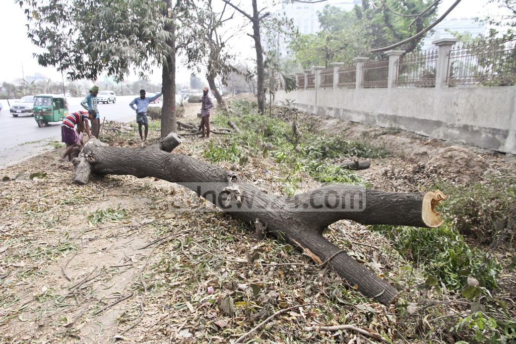 Hacking down trees by hundreds on Dhaka airport road