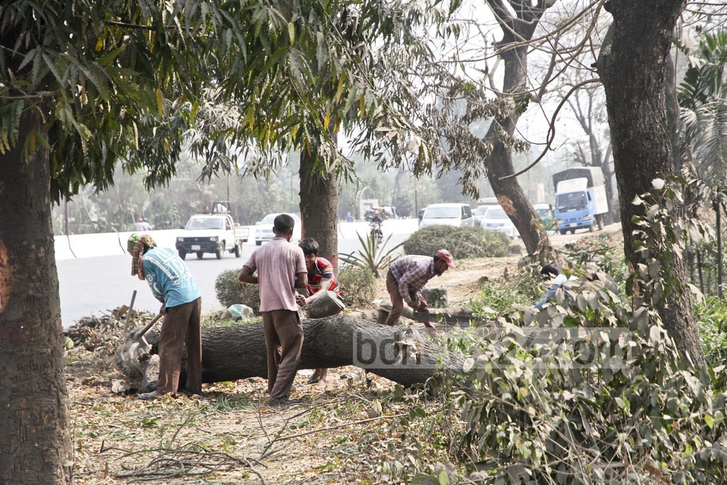 Hacking down trees by hundreds on Dhaka airport road