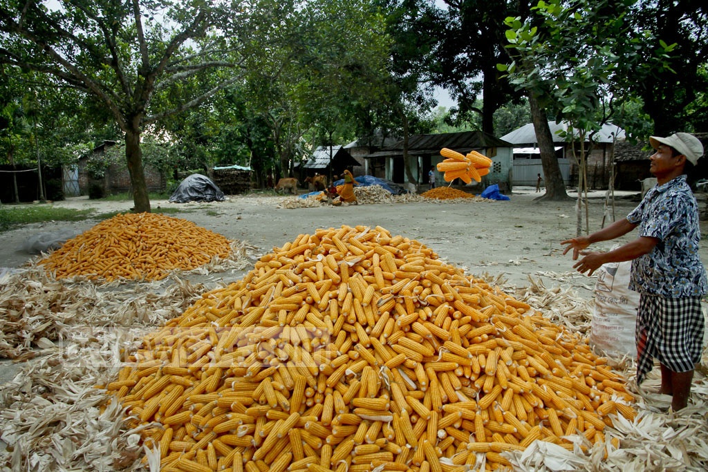 Corn crop feeds prosperity in Bangladesh's flood-prone north