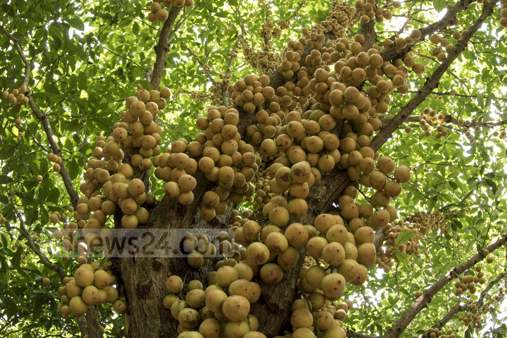 Lotkons or Burmese grape of Narsinghdi