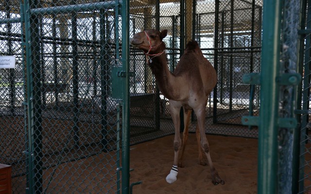 Treating bumps and humps: Dubai opens $10 million camel hospital