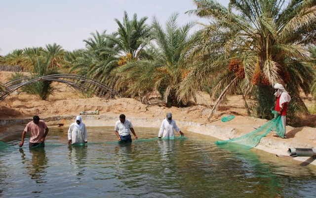 From camels to catfish, Algeria boosts fish farming in the Sahara desert