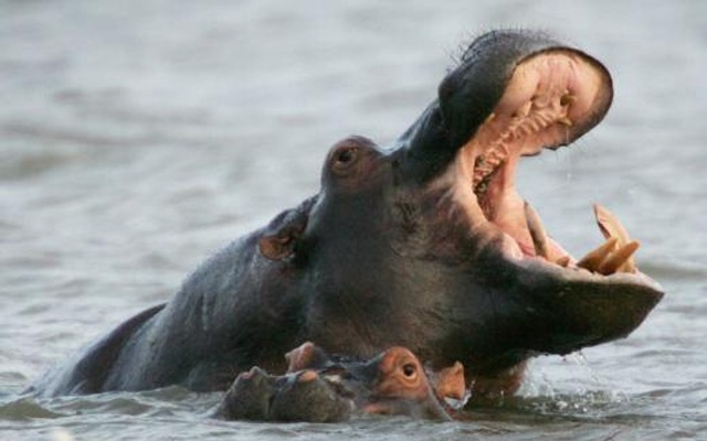 Hippo kills Chinese tourist in Kenya