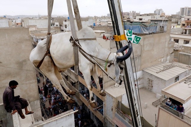 Karachi's rooftop cattle get a crane lift to the ground