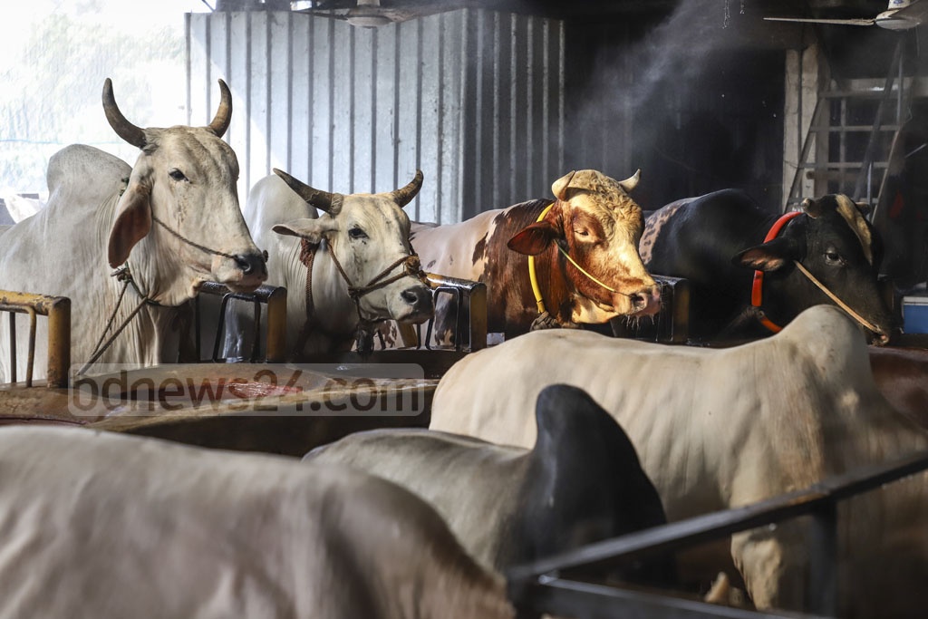 Preparing Eid cattle