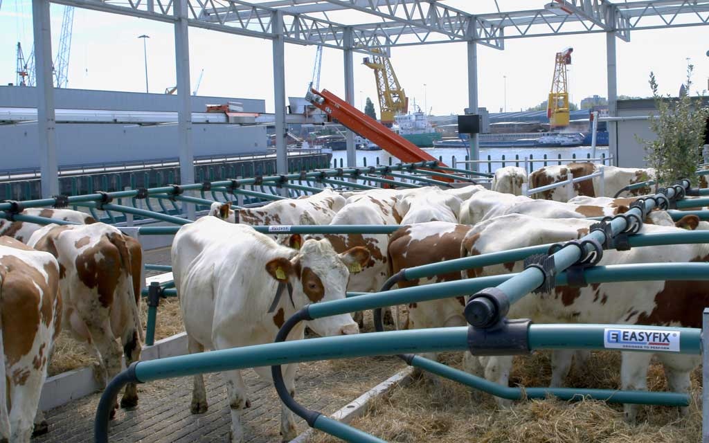 Moo-ving to the future? Cows try "Floating Farm" in Rotterdam