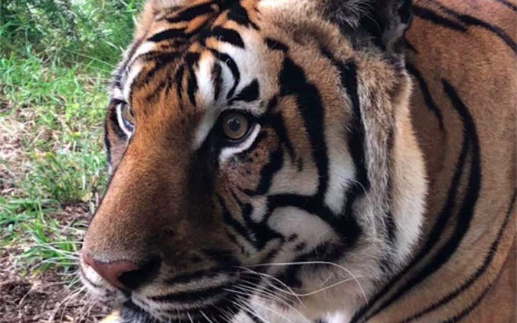 Ming, the Bengal Tiger raised in a Harlem apartment, has died